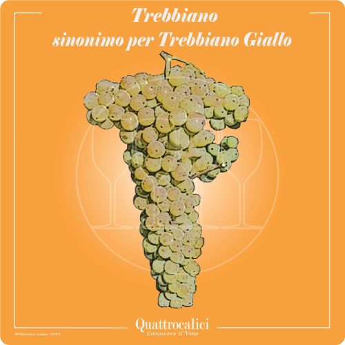 Trebbiano - Quattrocalici - Italian Wine Grapes