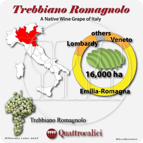 Trebbiano Romagnolo - Quattrocalici - Italian Wine Grapes