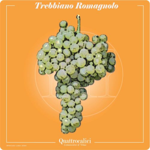 Trebbiano Romagnolo - Quattrocalici - Italian Wine Grapes