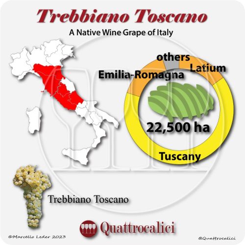 Trebbiano Toscano - Quattrocalici - Italian Wine Grapes