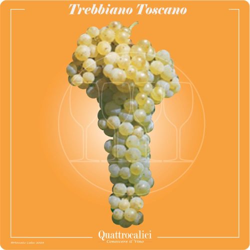 Trebbiano Toscano - Quattrocalici - Italian Wine Grapes