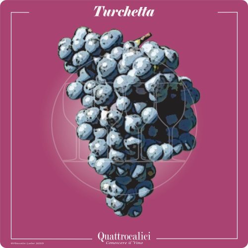 Turchetta - Quattrocalici - Italian Wine Grapes
