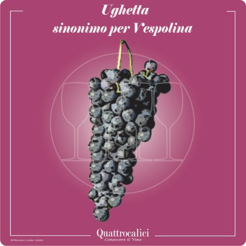 Ughetta - Quattrocalici - Italian Wine Grapes