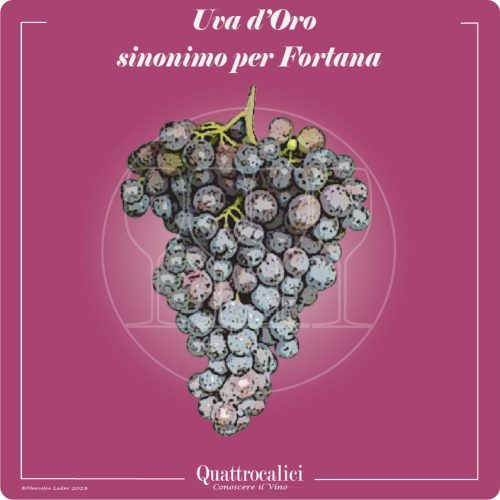 Uva d’Oro - Quattrocalici - Italian Wine Grapes