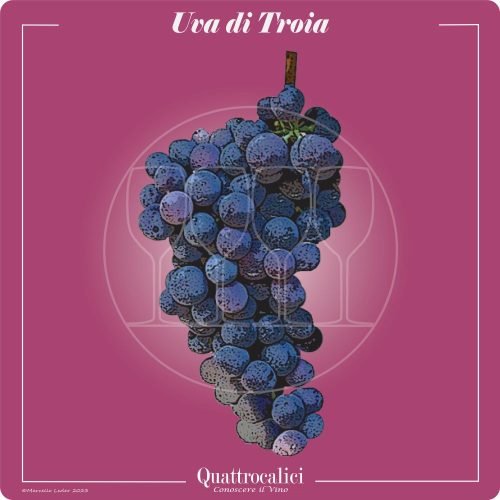 Uva di Troia - Quattrocalici - Italian Wine Grapes
