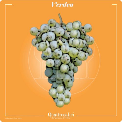 Verdea - Quattrocalici - Italian Wine Grapes
