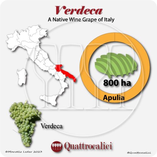 Verdeca - Quattrocalici - Italian Wine Grapes