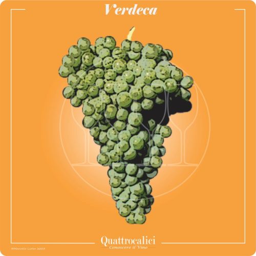 Verdeca - Quattrocalici - Italian Wine Grapes