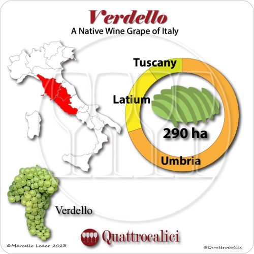 Verdello - Quattrocalici - Italian Wine Grapes