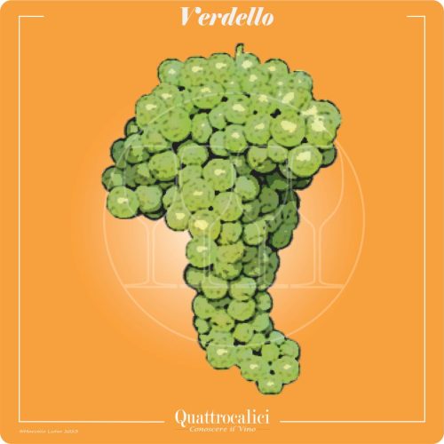 Verdello - Quattrocalici - Italian Wine Grapes