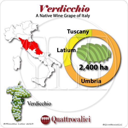 Verdicchio - Quattrocalici - Italian Wine Grapes