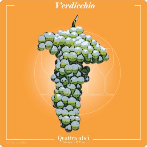 Verdicchio - Quattrocalici - Italian Wine Grapes