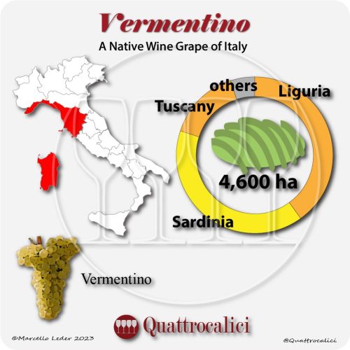 Vermentino - Quattrocalici - Italian Wine Grapes