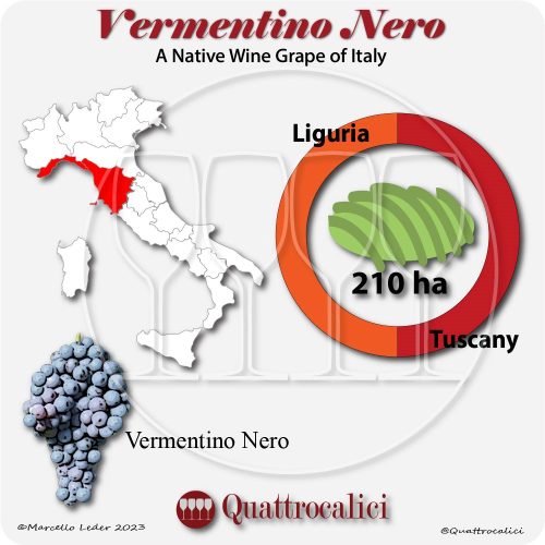 Vermentino nero - Quattrocalici - Italian Wine Grapes