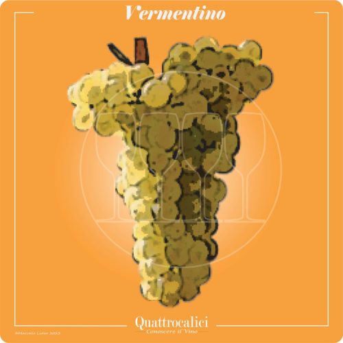 Vermentino - Quattrocalici - Italian Wine Grapes