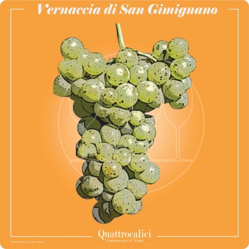 Vernaccia di San Gimignano - Quattrocalici - Italian Wine Grapes