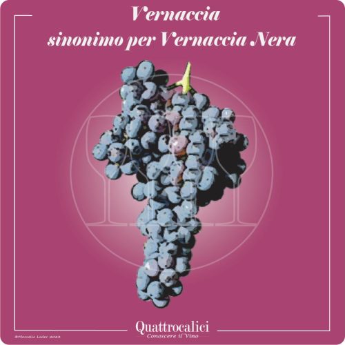 Vernaccia - Quattrocalici - Italian Wine Grapes