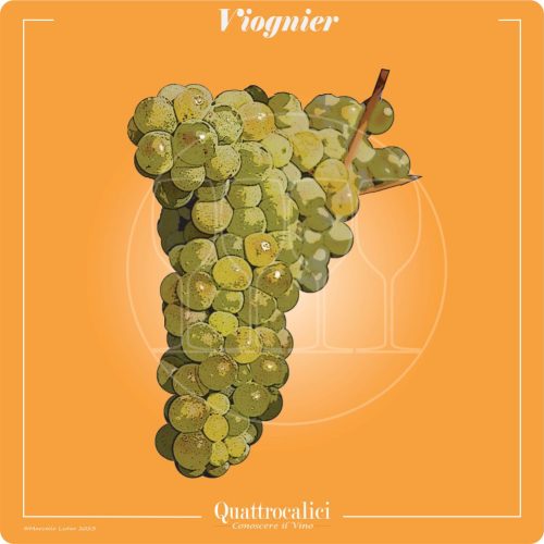 Viognier - Quattrocalici - Italian Wine Grapes