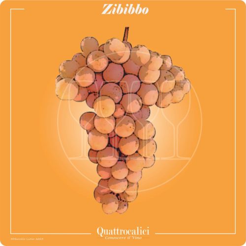 Zibibbo - Quattrocalici - Italian Wine Grapes
